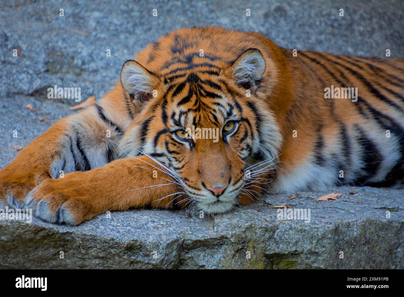 Tiger chilling and relaxing at its zone Stock Photo - Alamy