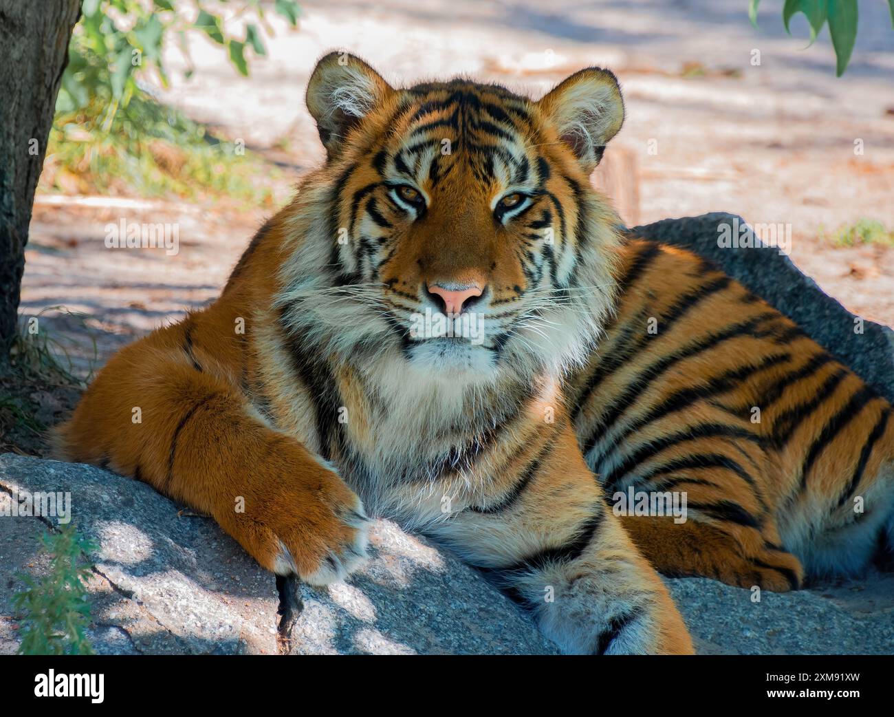 Tiger chilling and relaxing at its zone Stock Photo - Alamy