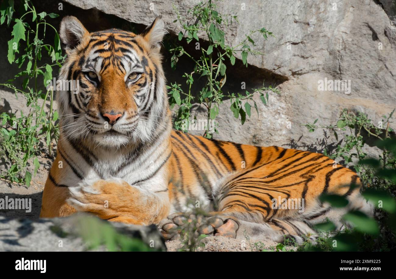 Tiger chilling and relaxing at its zone Stock Photo - Alamy