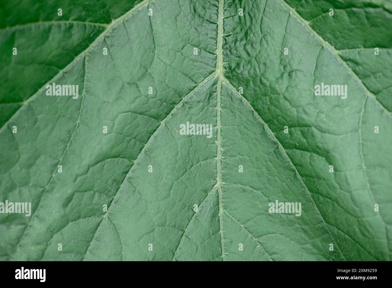 texture of a dark green large leaf close-up. Natural leaf background ...