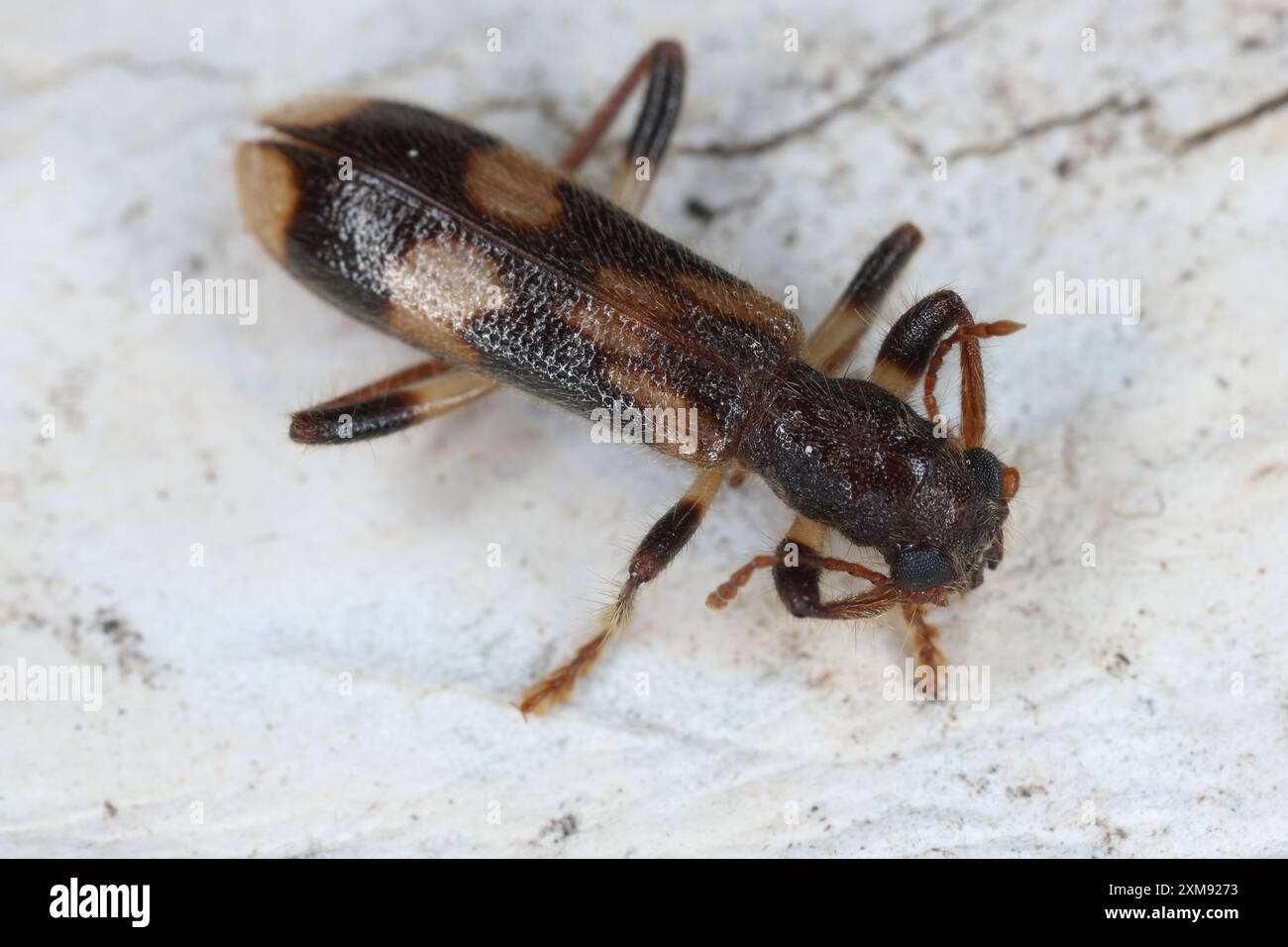 Coleoptera family cleridae hi-res stock photography and images - Alamy