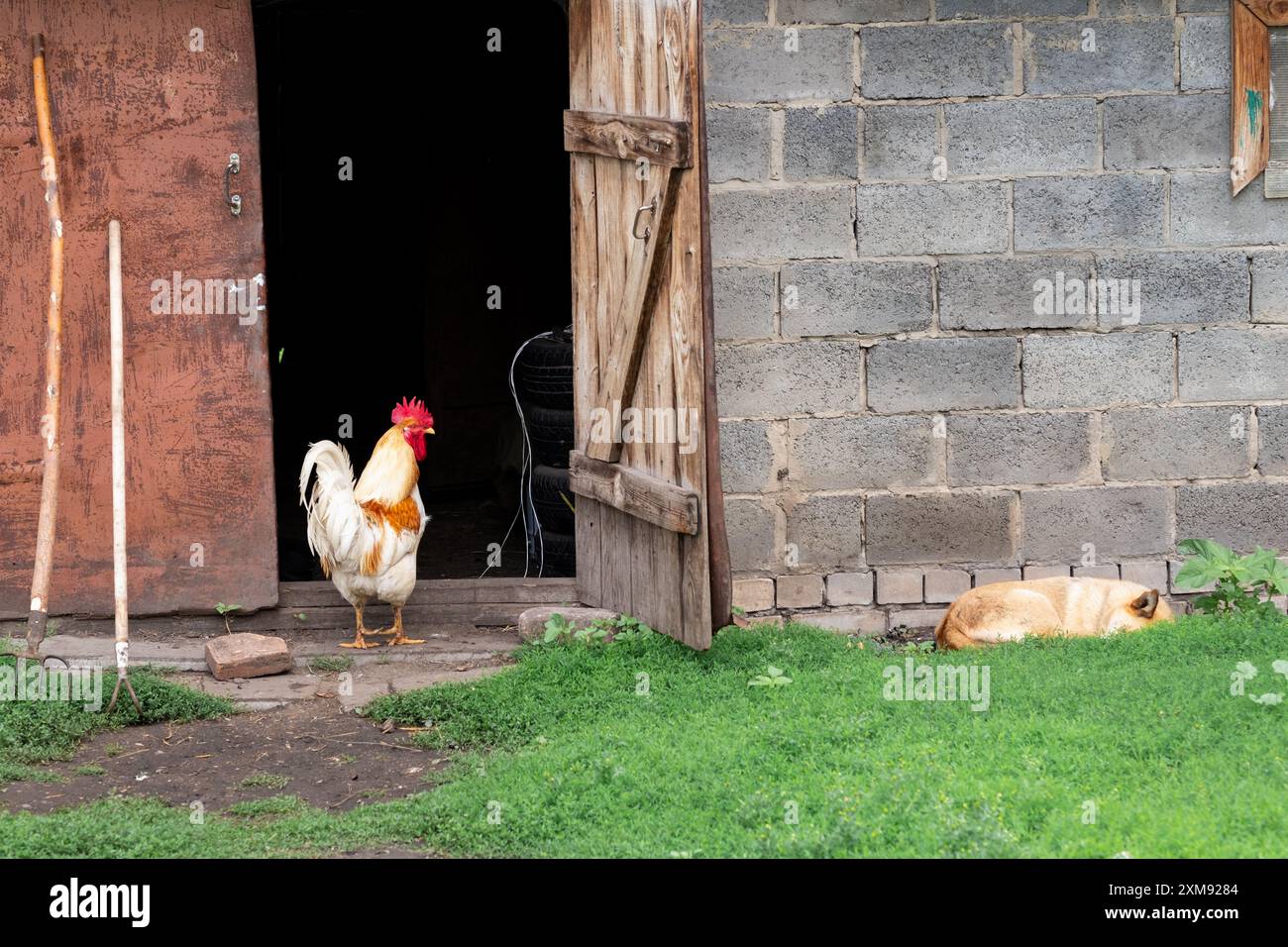A beautiful white-red rooster with a red comb walks in the backyard ...