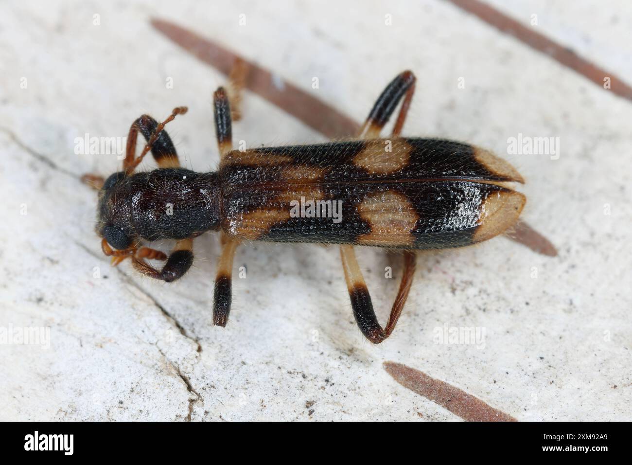 Coleoptera family cleridae hi-res stock photography and images - Alamy