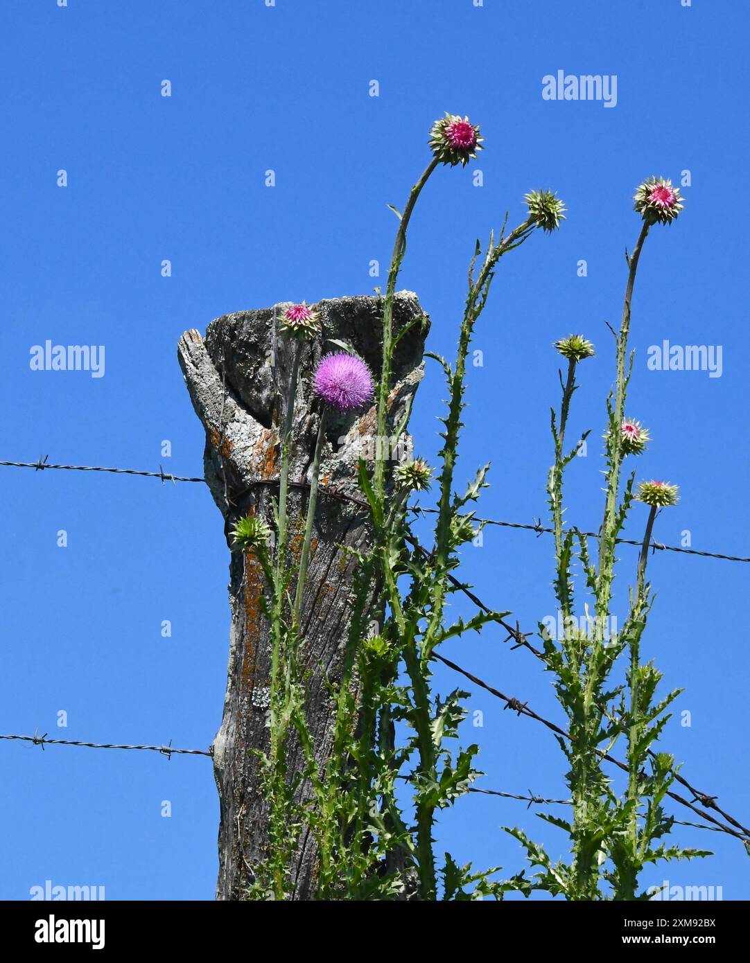 Cluster of Thorn Weed blooms besides a rustic wooden fence post. Barbed ...