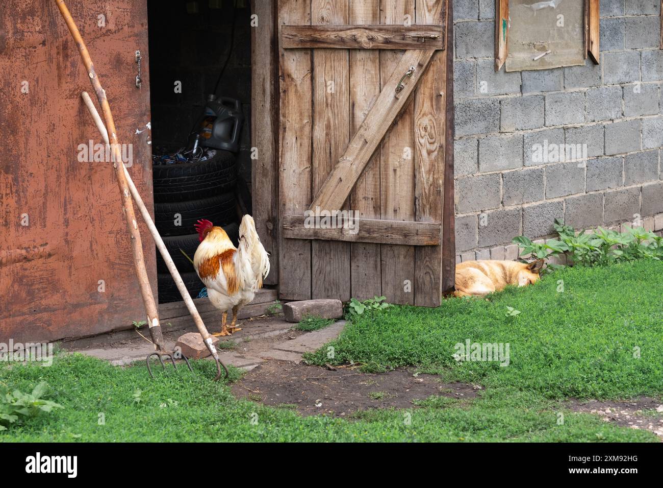 White beautiful chicken walks against hi-res stock photography and ...