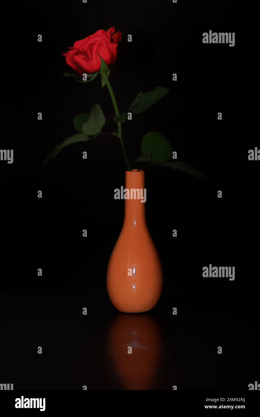 Single red rose in vase on black background Stock Photo - Alamy