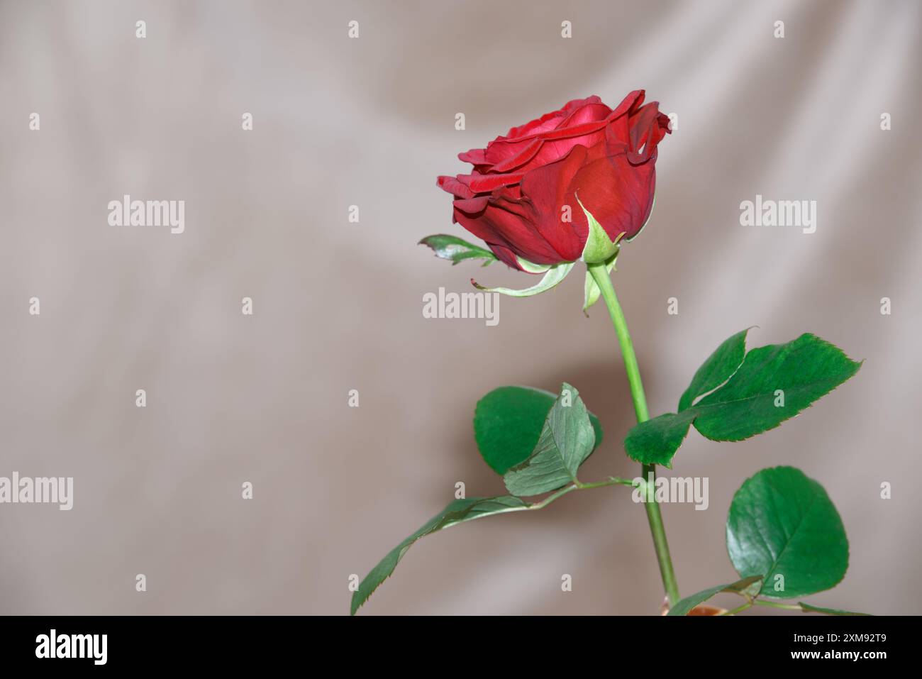 Rose on grey hi-res stock photography and images - Alamy