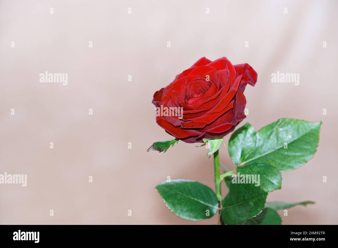 Single red rose on grey background with wrinkles Stock Photo - Alamy