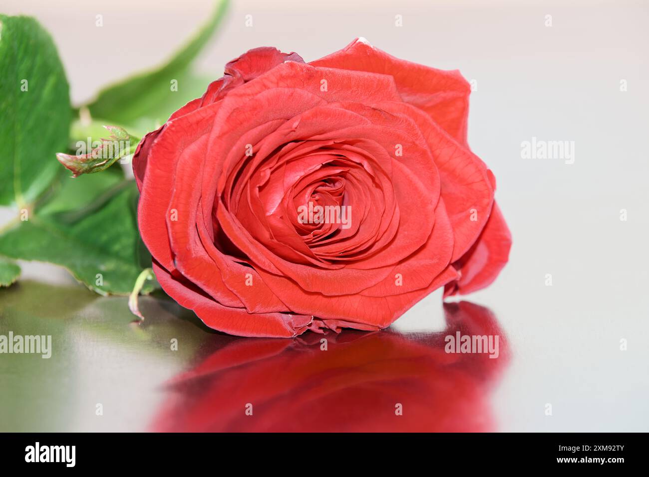 Reflective love hi-res stock photography and images - Alamy