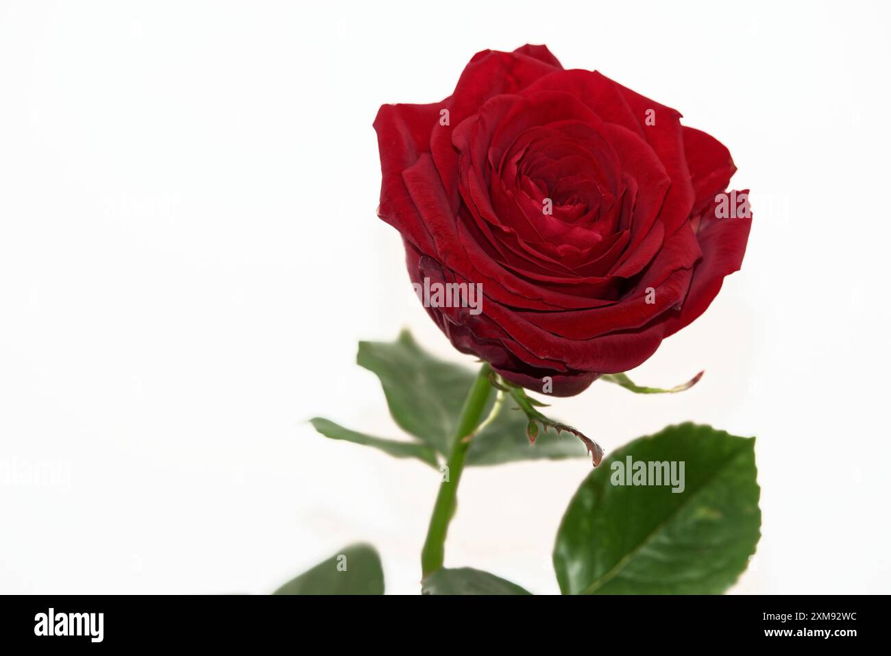 Single red rose isolated on white background Stock Photo - Alamy