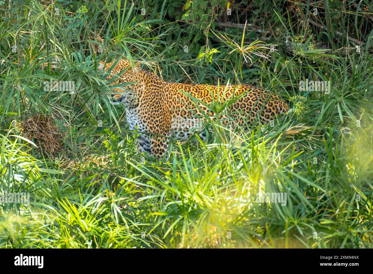 Leopard Hidden Behind Bushes in Masai Mara Stock Photo - Alamy