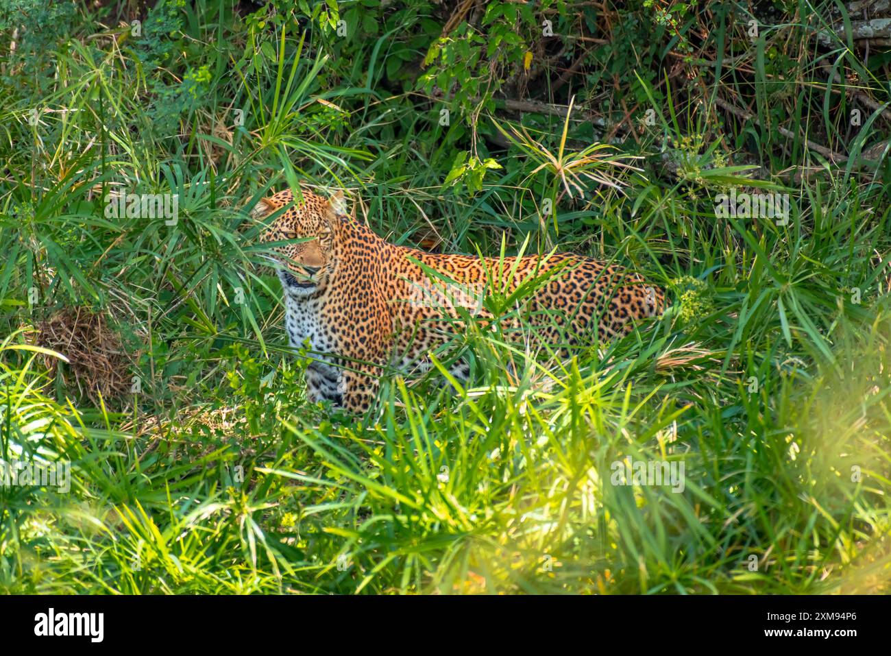 Leopard Hidden Behind Bushes in Masai Mara Stock Photo - Alamy