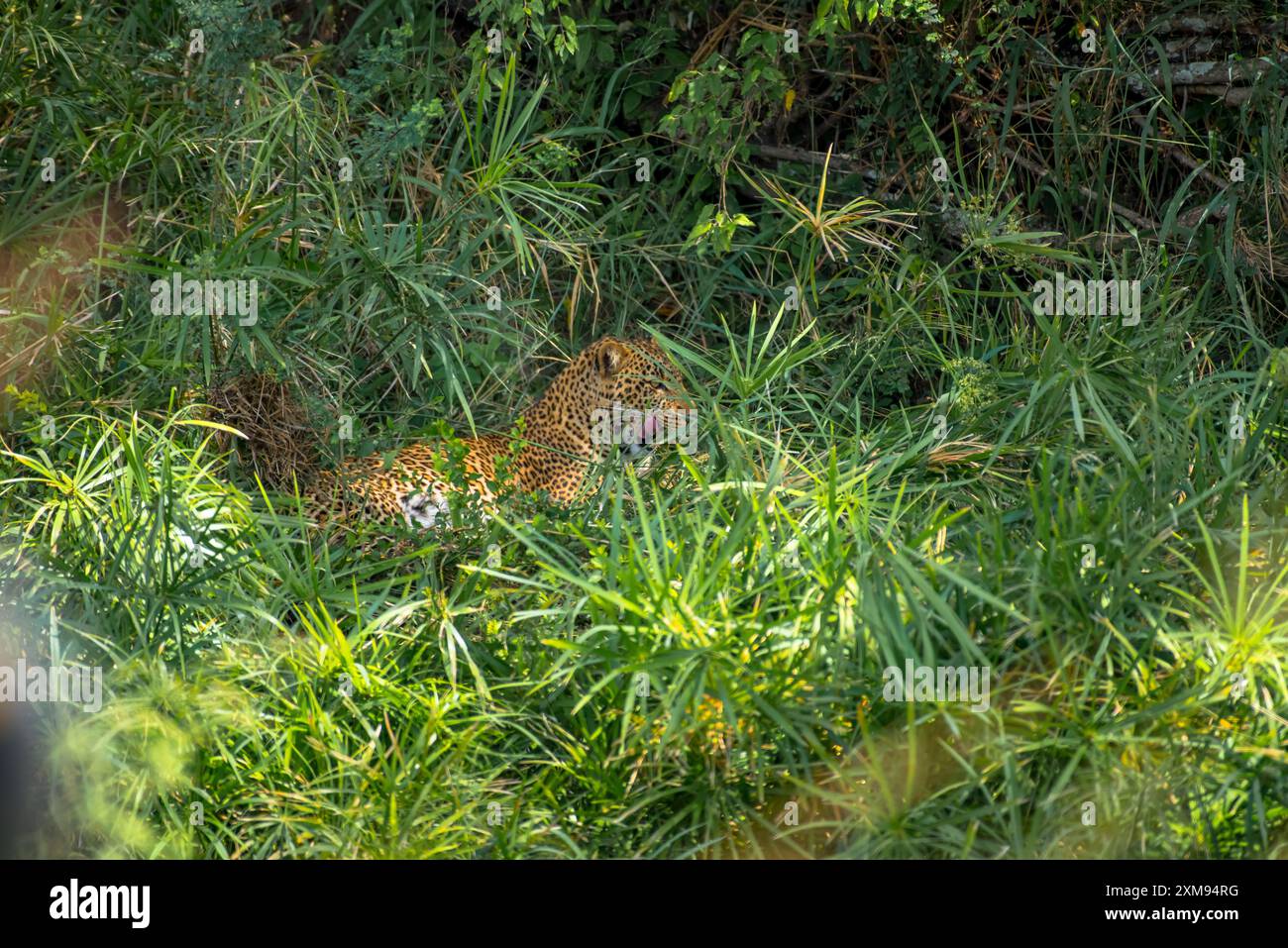 Leopard Hidden Behind Bushes in Masai Mara Stock Photo - Alamy