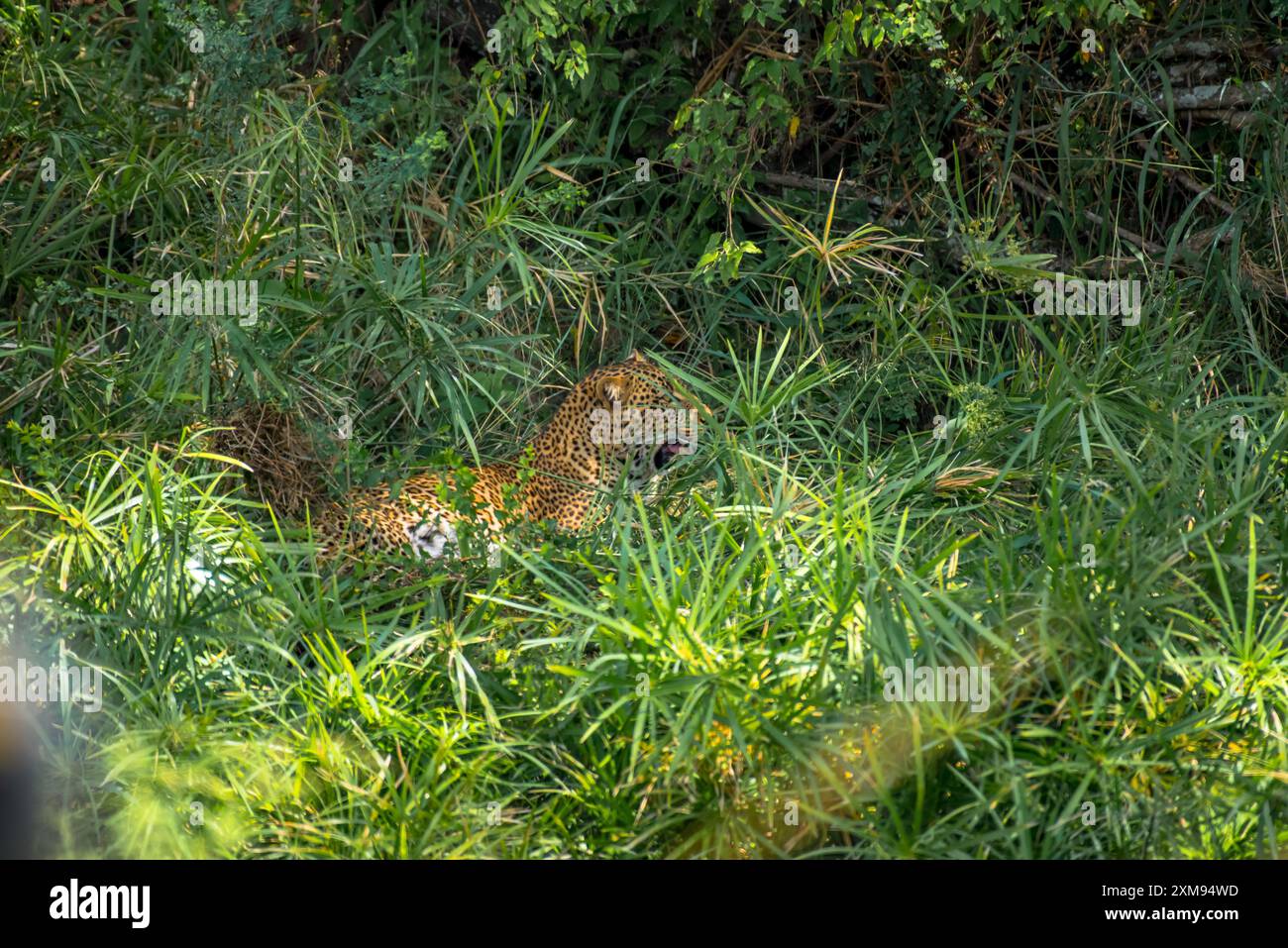 Hidden behind a bush hi-res stock photography and images - Alamy