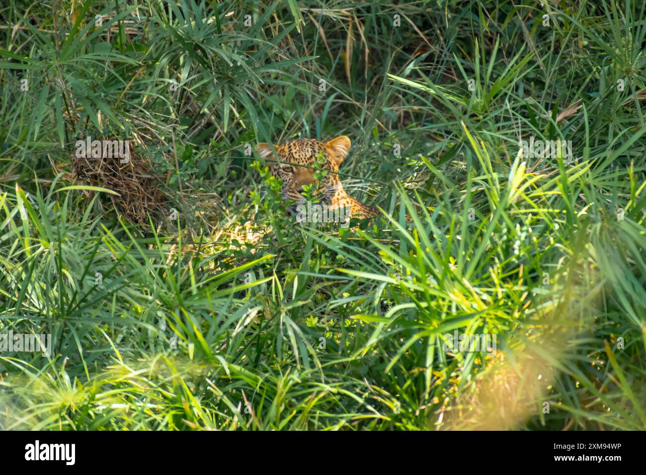 Leopard Hidden Behind Bushes in Masai Mara Stock Photo - Alamy