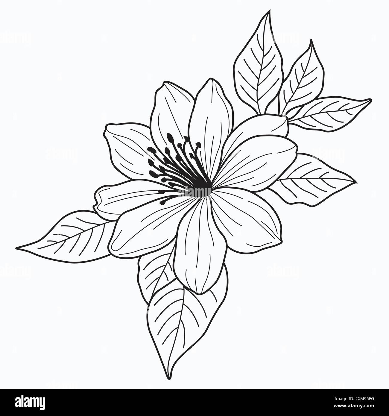 A hand-drawn vector design of jasmine flower, showcasing intricate ...