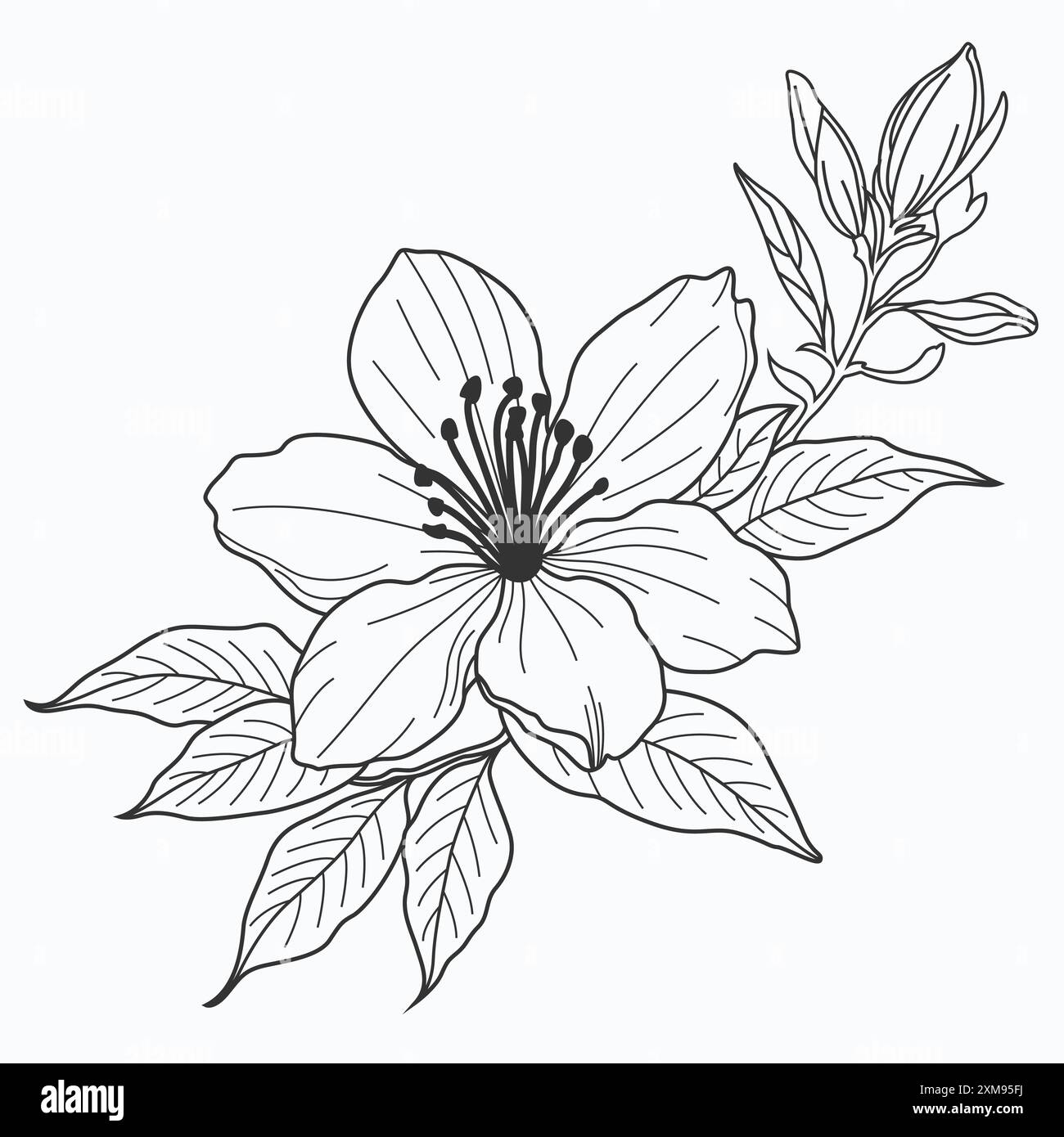 A hand-drawn vector design of jasmine flower, showcasing intricate ...