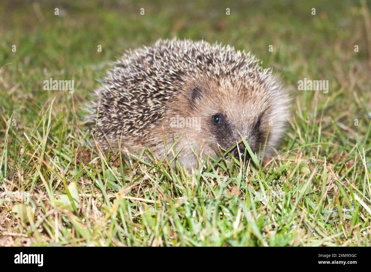 Hedgehog on a lawn at night Stock Photo - Alamy