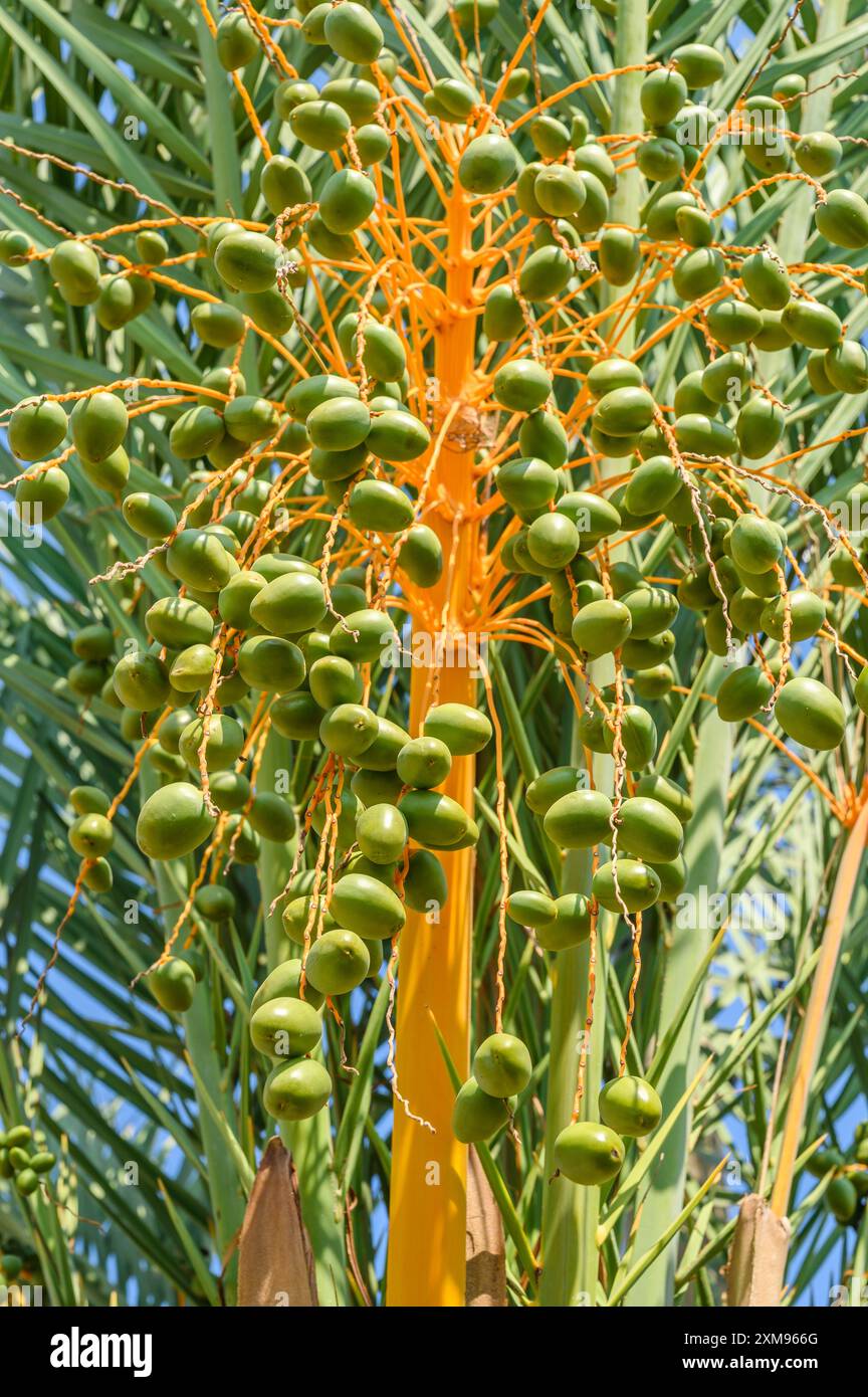 Phoenix palm saudi arabia hi-res stock photography and images - Alamy