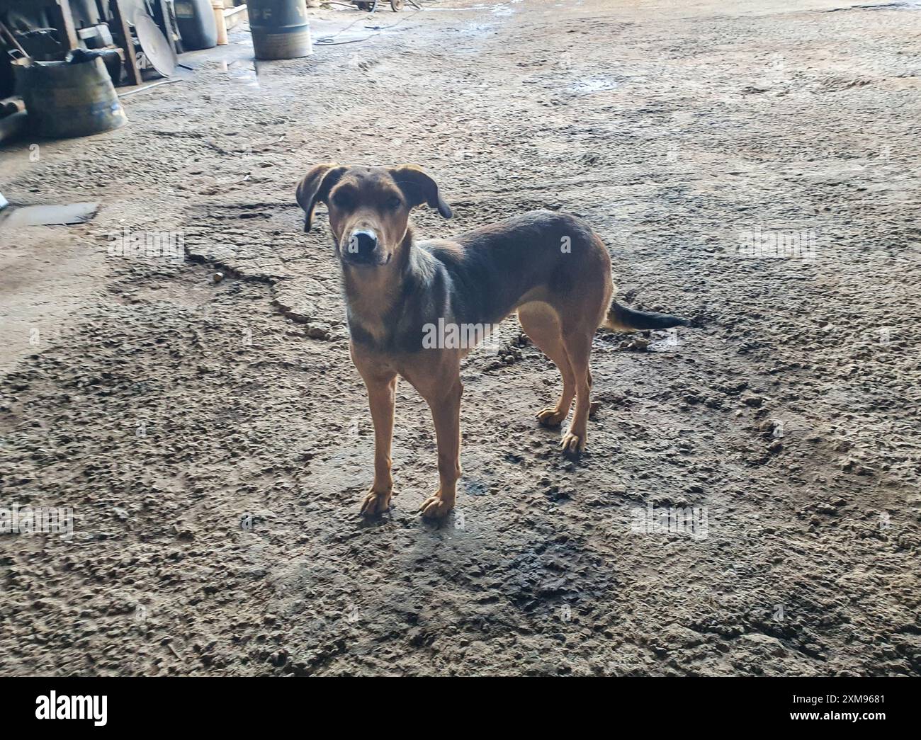 Caramel colored mixed breed dog, standing on the cement floor, with ...