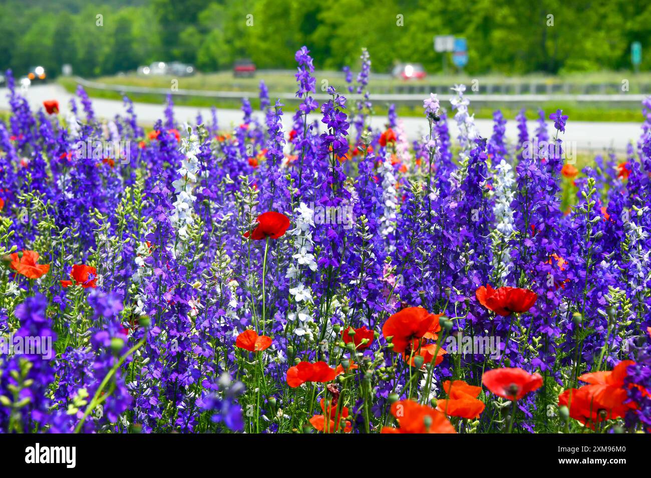 Purple Larkspur and Red Poppies bloom along interstate in North ...