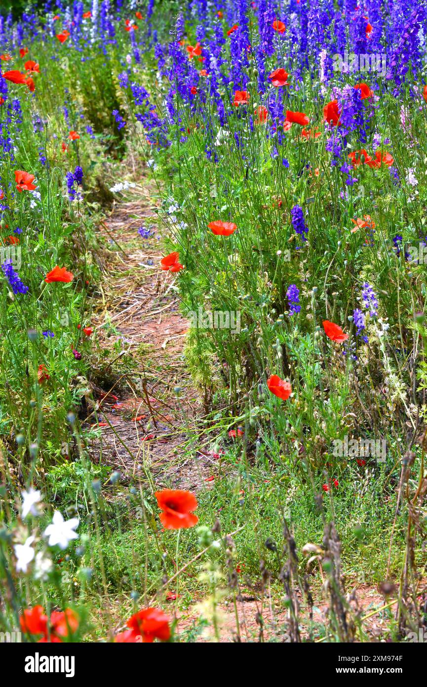 Narrow trampled path leads through field of purple Larkspur and red ...