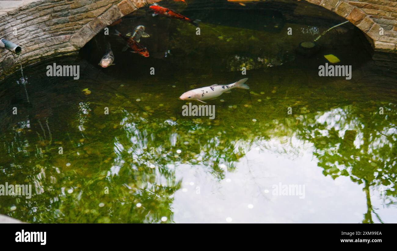 carp fish animal background water red beautiful nature asian gold japan ...
