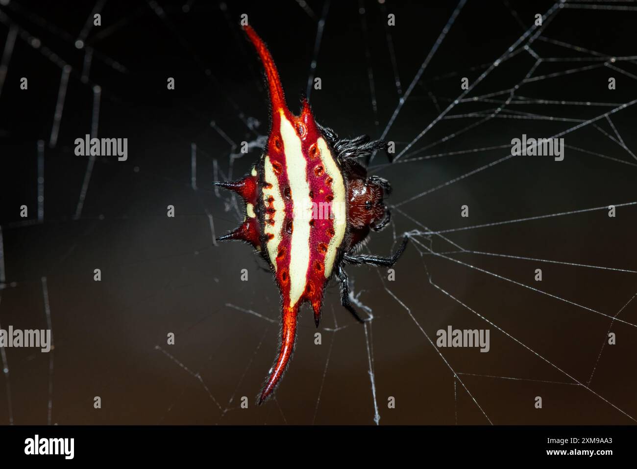 A beautiful long-winged kite spider (Gasteracantha versicolor) in a ...