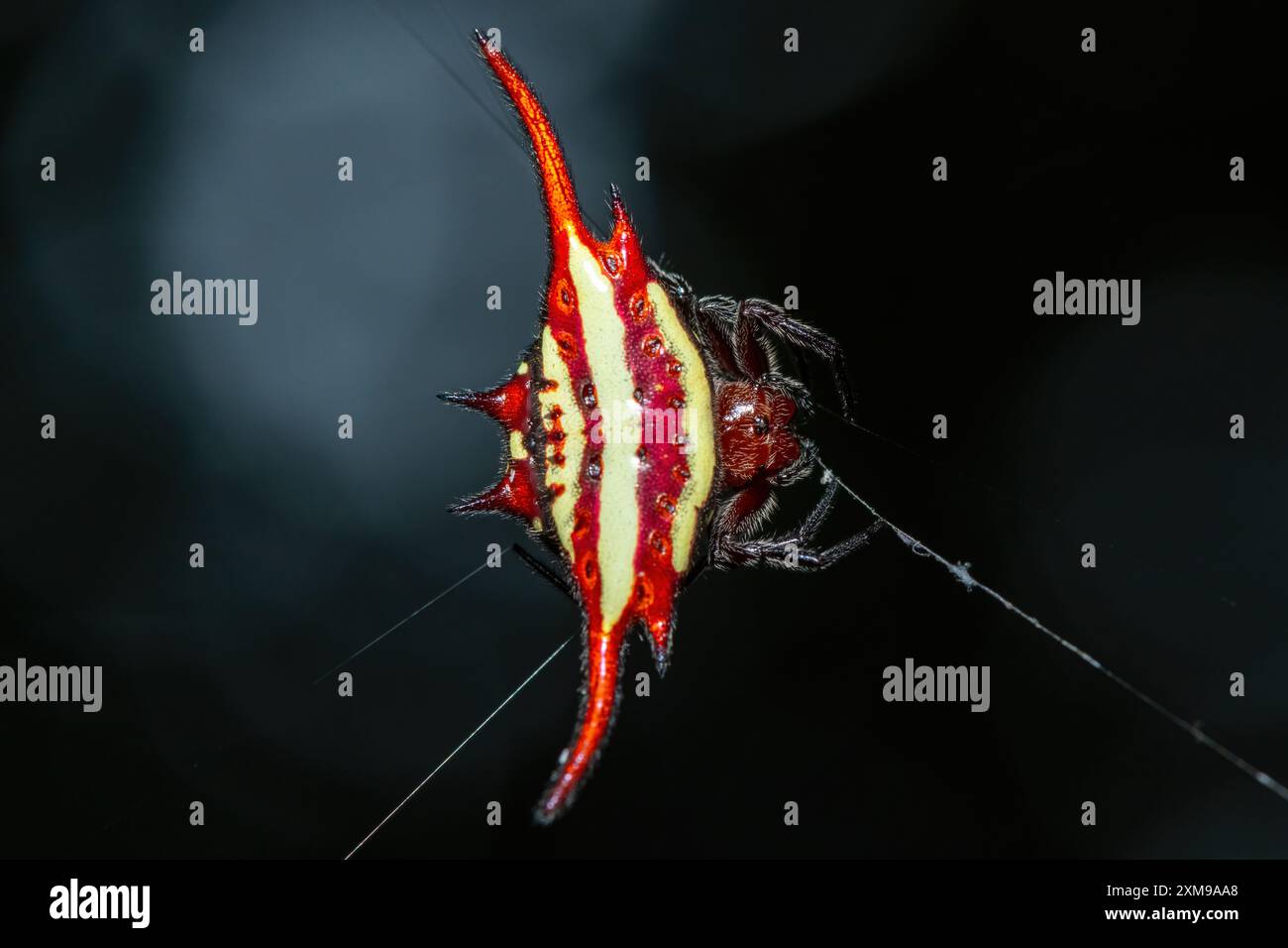 A beautiful long-winged kite spider (Gasteracantha versicolor) in a ...