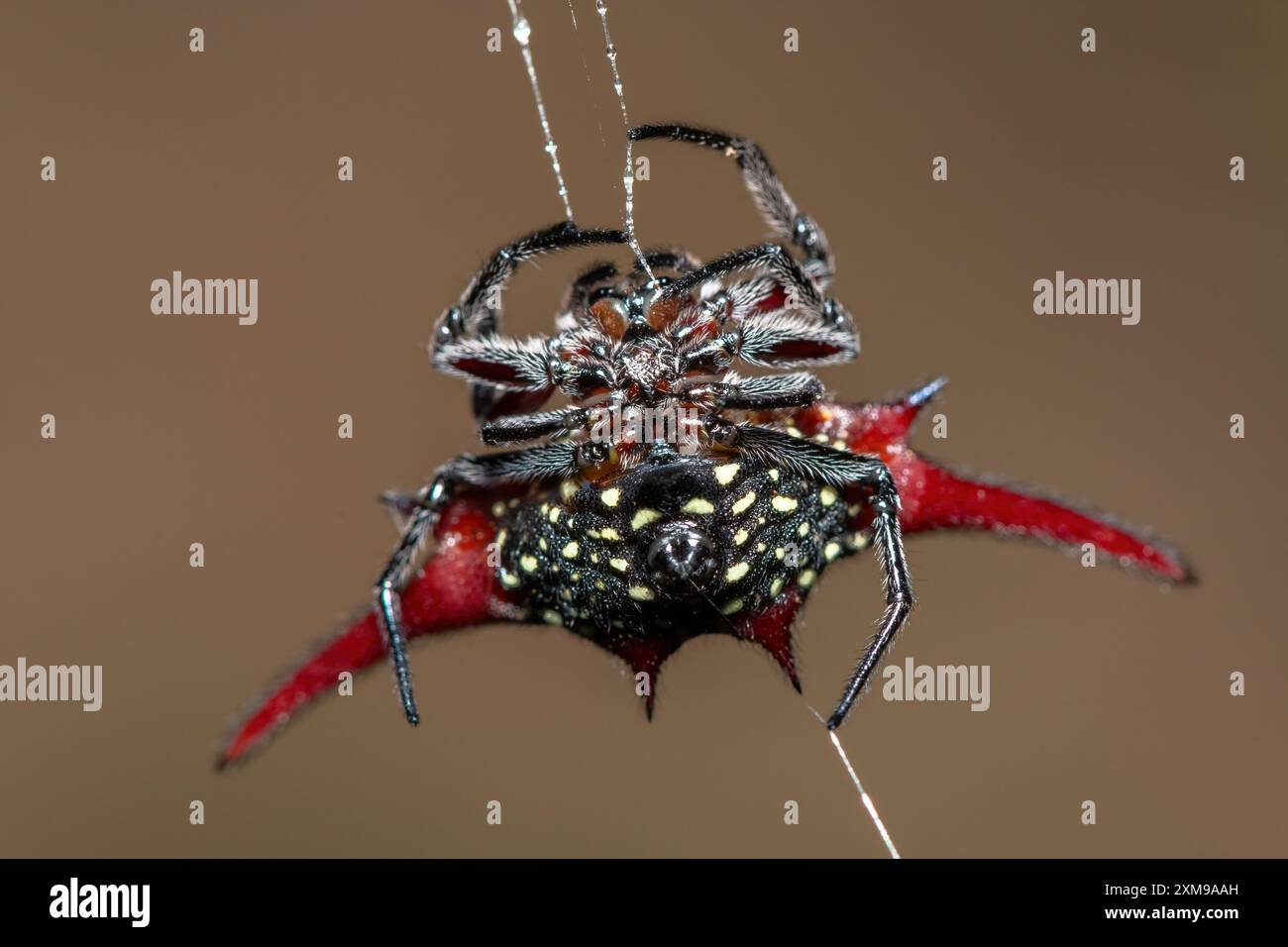 A beautiful long-winged kite spider (Gasteracantha versicolor) in a ...