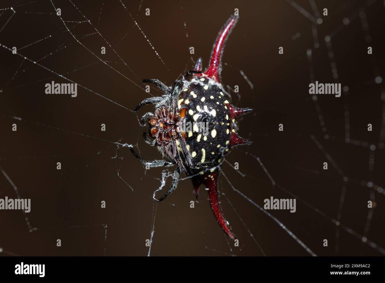 A beautiful long-winged kite spider (Gasteracantha versicolor) in a ...