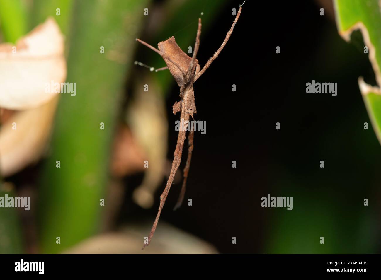 Angola Ogre-face spider (Asianopis anchietae) getting ready to ambush ...