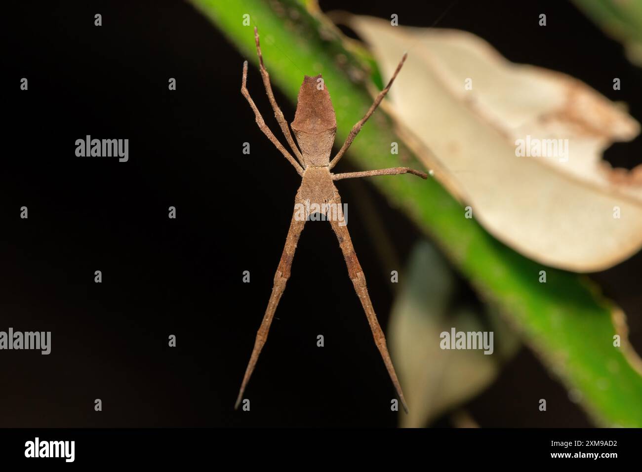 Angola Ogre-face spider (Asianopis anchietae) getting ready to ambush ...
