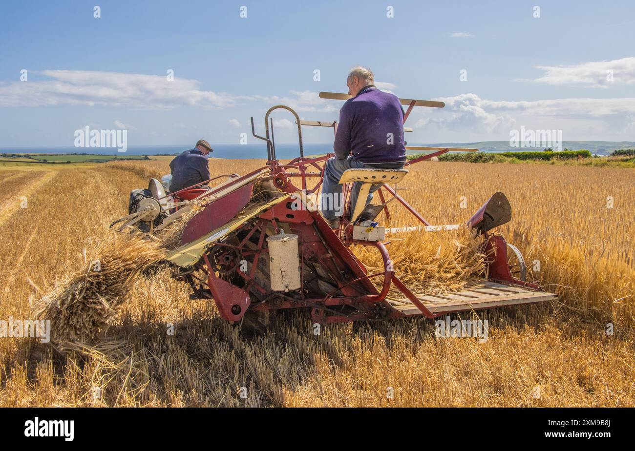 Reaper and Binder harvesting barley, July 2024 Stock Photo - Alamy