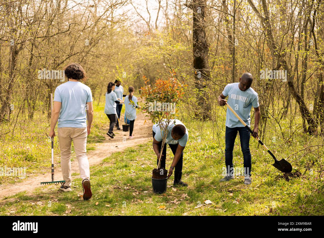 Activists team doing voluntary work to grow trees in the woods ...