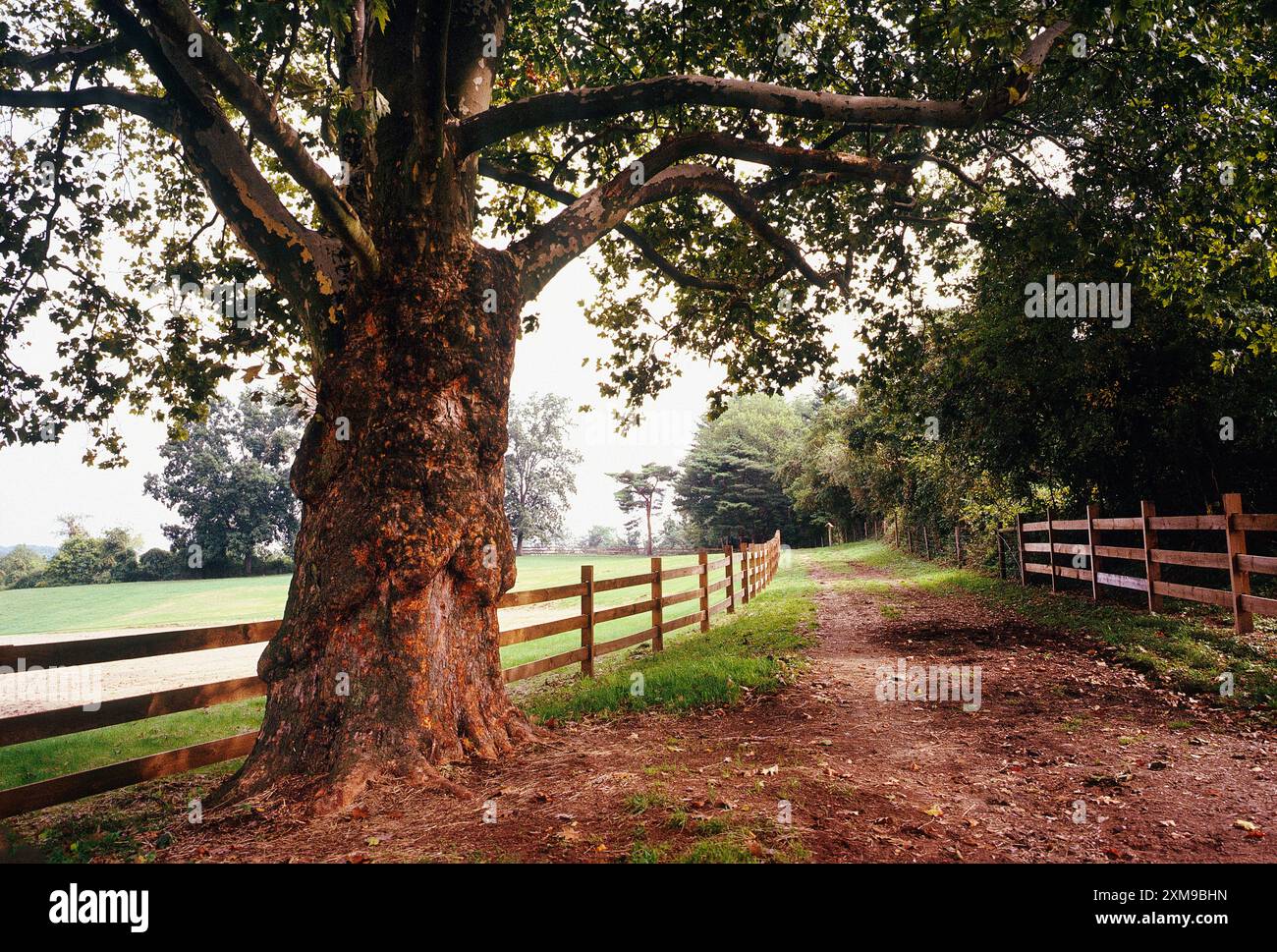 Sycamore Tree and dirt path; Ridley Creek State Park; Pennsylvania; USA ...