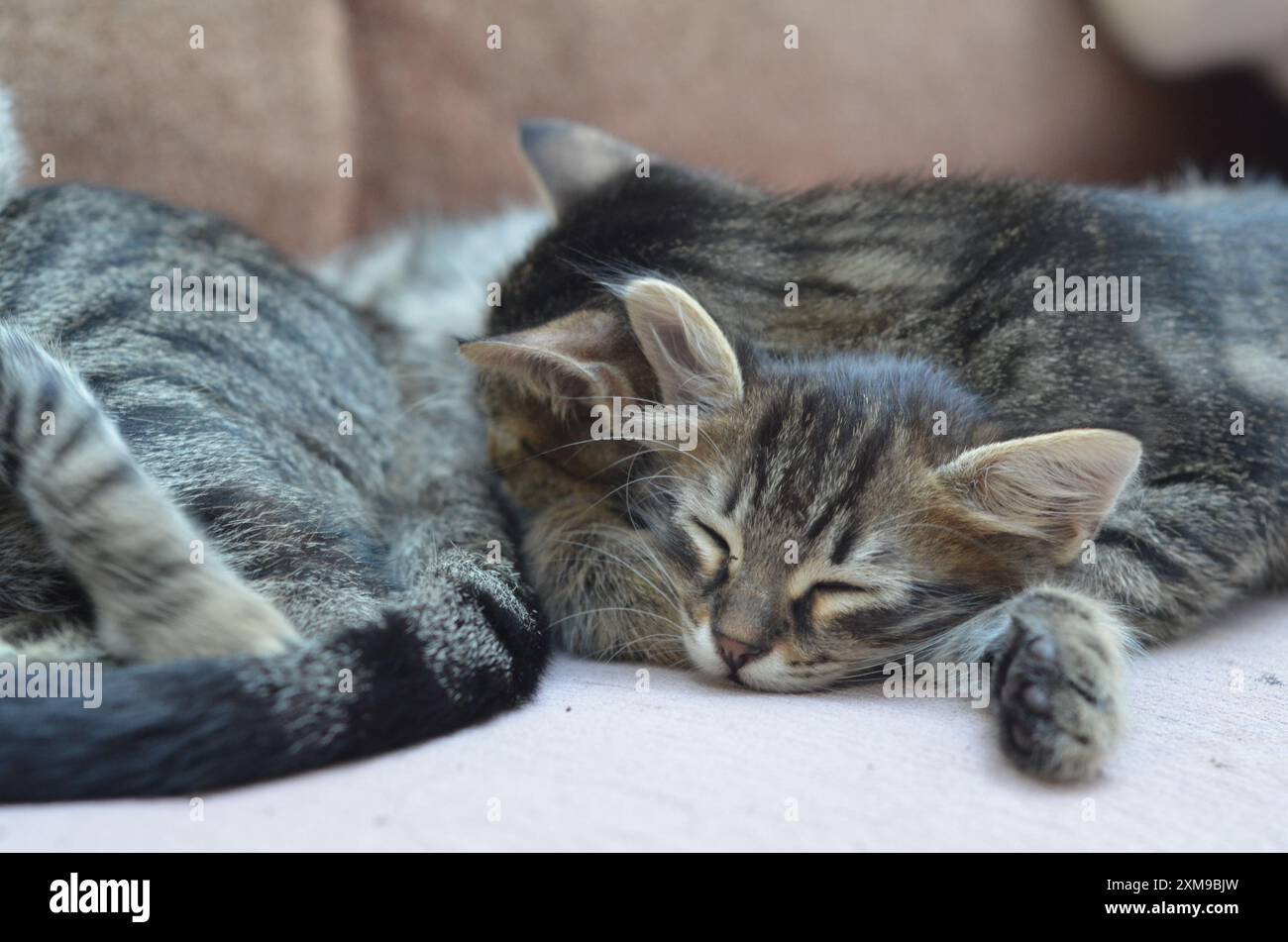 Kitten cuddling with his mother hi-res stock photography and images - Alamy
