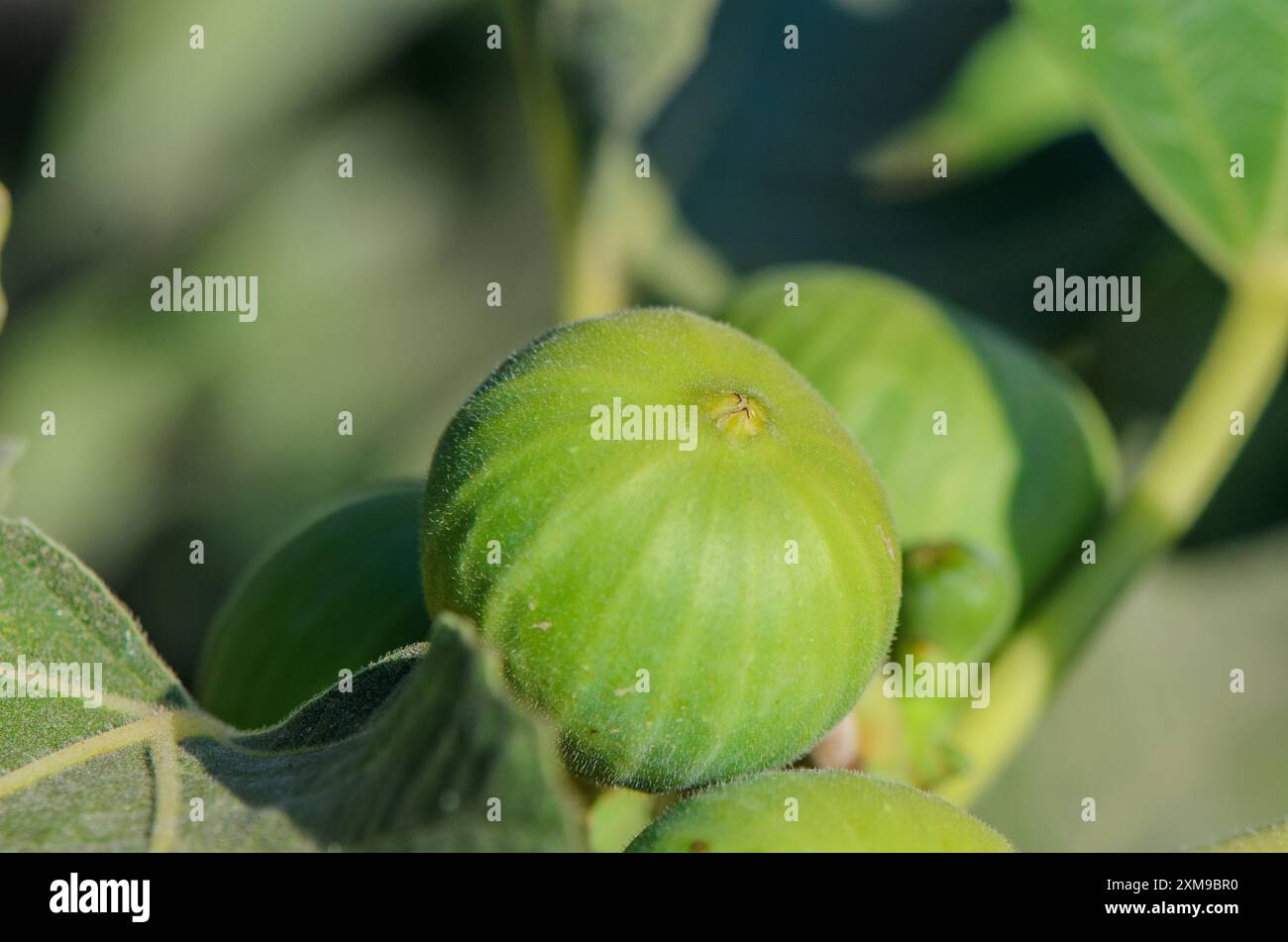 Fig tree. Green fig, ripening on the branch. Agriculture Stock Photo ...