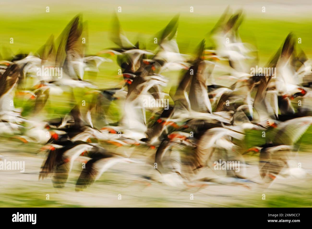 Black simmer hi-res stock photography and images - Alamy