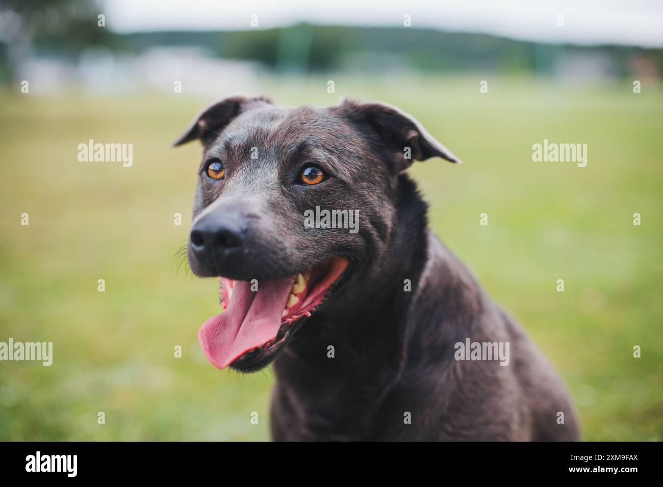 Grey mix dog hi-res stock photography and images - Alamy
