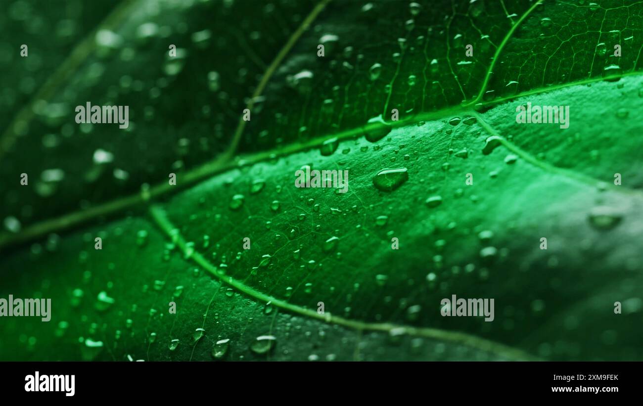 Fresh green leaves after spring rain shrouded in drops. Leaves with ...