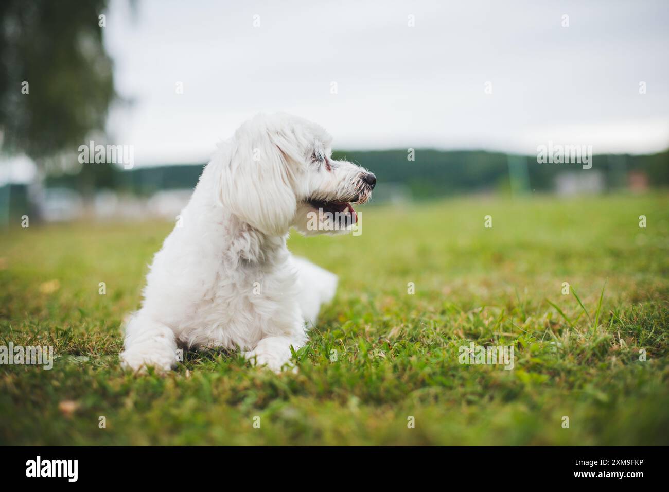 Maltese lying hi-res stock photography and images - Alamy