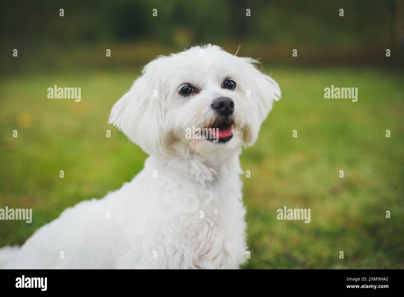 Maltese head hi-res stock photography and images - Alamy