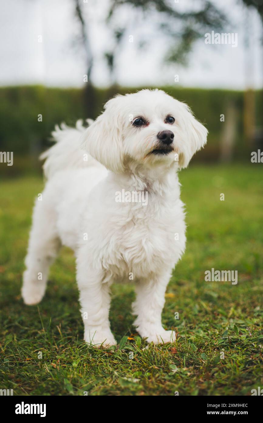 Maltese standing hi-res stock photography and images - Alamy