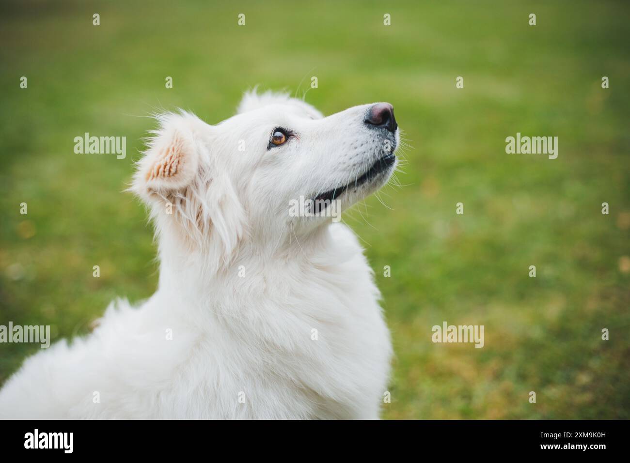White mixbred dog Stock Photo - Alamy
