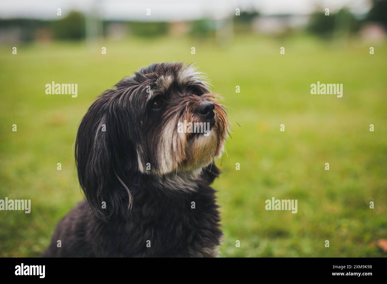 Havanese head hi-res stock photography and images - Alamy
