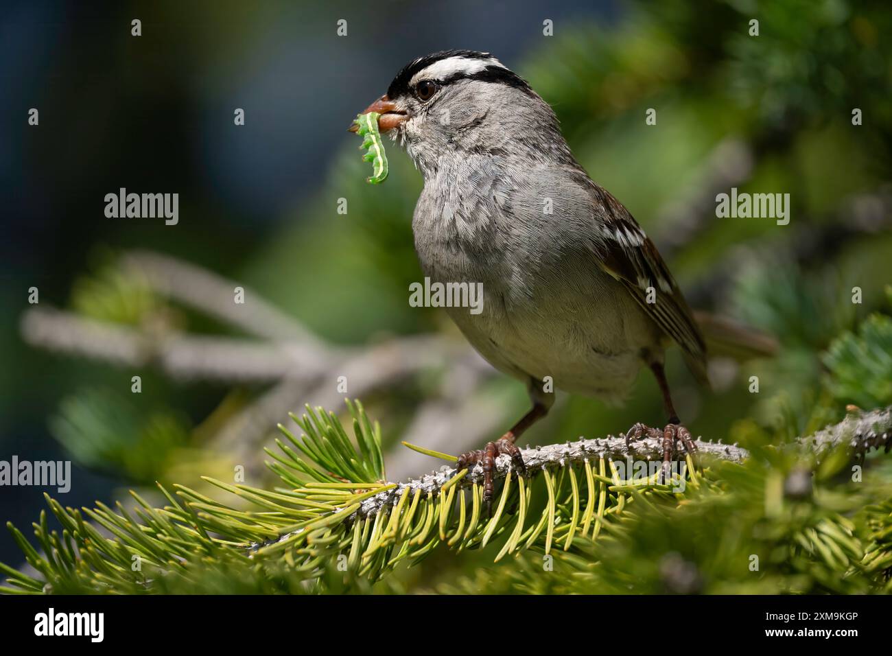 Tree sparrow eating hi-res stock photography and images - Alamy