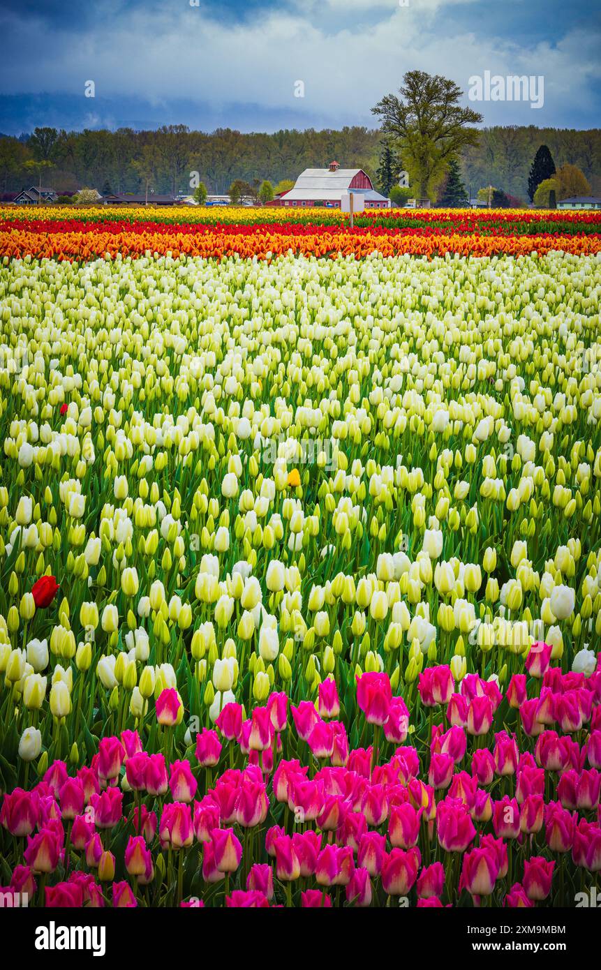 The Skagit Valley Tulip Festival is a tulip festival in the Skagit ...