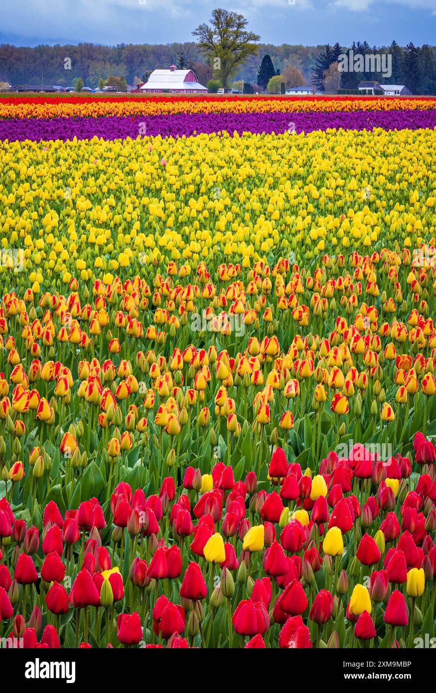 The Skagit Valley Tulip Festival is a tulip festival in the Skagit ...