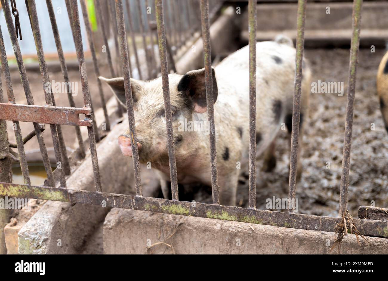 Black cute pig with a black snout nose behind the metal mesh fence in ...